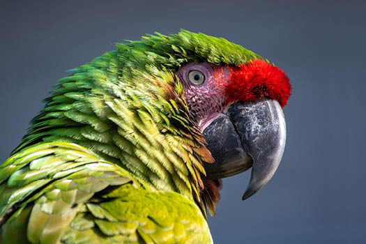 Military Macaw Fact Sheet - Northern Parrots