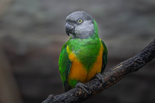 Senegal Fact Sheet - Northern Parrots