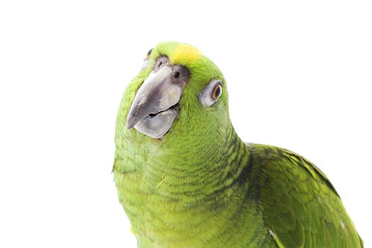 Yellow-Naped Amazon Fact Sheet - Northern Parrots
