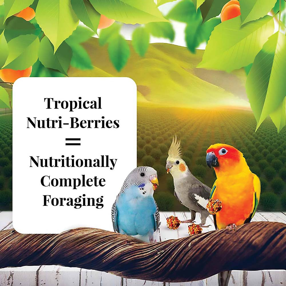 Lafeber NutriBerries Tropical Fruit | Cockatiel & Budgie Food Case of 12