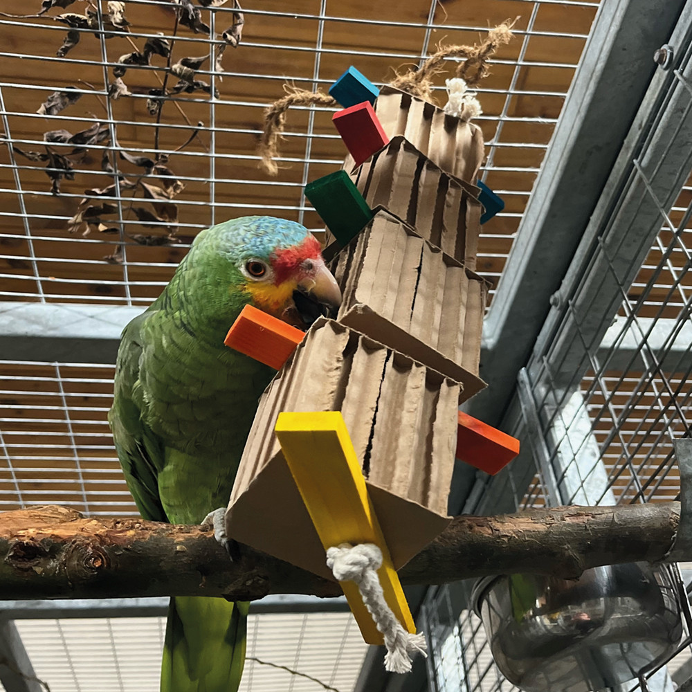 Parrot Toys | Safe & Interactive Toys for Parrots