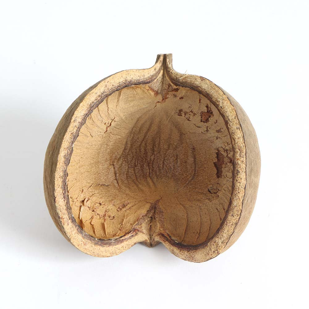 Buddha Nut Shell Chew Natural Parrot Toy - Northern Parrots
