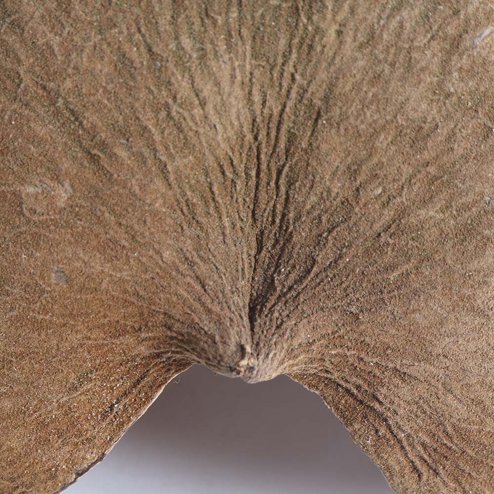 Buddha Nut Shell Chew Natural Parrot Toy - Northern Parrots