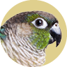 Parrot Supplies | Parrot Shop | Northern Parrots