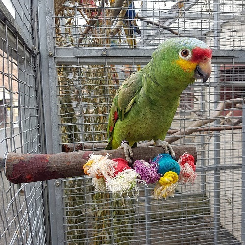 Safe Branches For Parrots - Northern Parrots