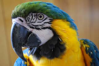 Respecting The Bite | Why Parrots Bite And How To Stop It - Northern ...