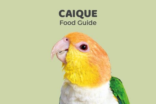 Caique Parrot Feeding Guide - Northern Parrots