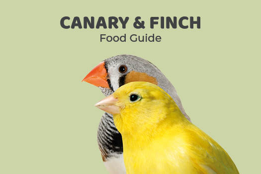 Canary Feeding Guide Northern Parrots