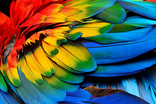 Caring For Your Parrot's Feathers - Northern Parrots