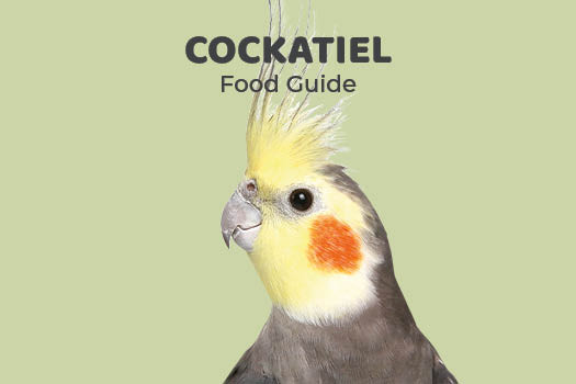 Cockatiel Feeding Guide - Northern Parrots