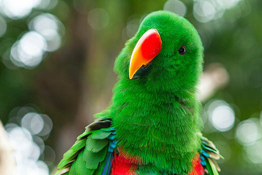 Eclectus Fact Sheet - Northern Parrots