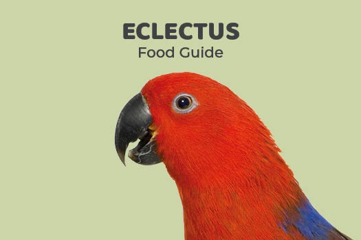 Eclectus Parrot Feeding Guide - Northern Parrots