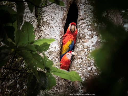 How Do Parrots Live With Humans? - Northern Parrots
