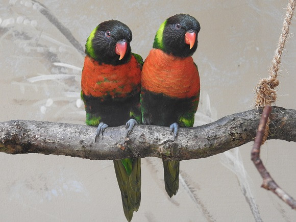 Are Parrots Endangered, And Why - Northern Parrots