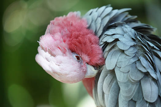 Galah Fact Sheet - Northern Parrots