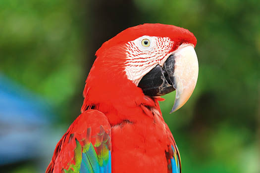 Green-Winged Macaw Fact Sheet - Northern Parrots
