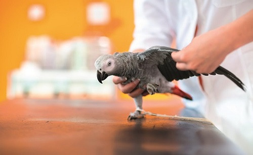 Sick Birds At Home: First Aid - Northern Parrots