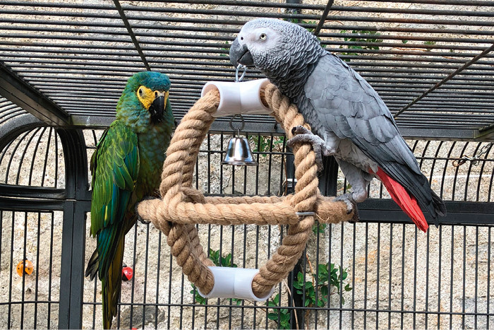 Top Tips On Keeping Your Parrot Active - Northern Parrots