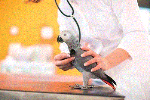Avian Vets in South East England - Northern Parrots