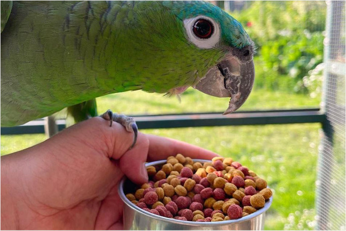 What Should I Feed My Parrot - Northern Parrots