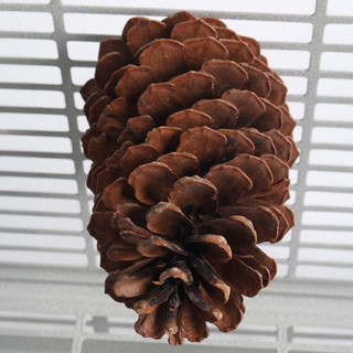 Pine Cone Perch | Party Fun Foraging Parrot Perch