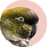 Parrot Supplies | Parrot Shop | Northern Parrots