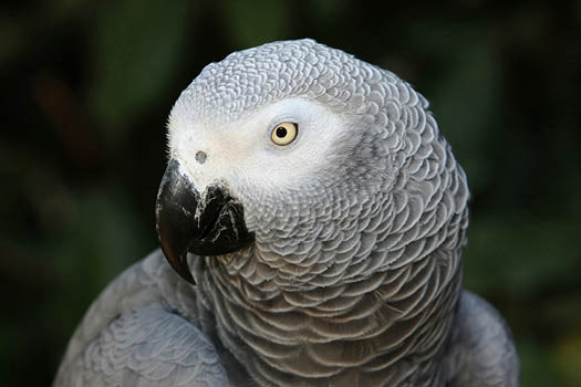 African Grey Fact Sheet - Northern Parrots