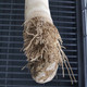 Bamboo Root Wood Natural Parrot Perch Medium - Northern Parrots