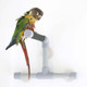Shower and Window Sanded Parrot Perch Small - Northern Parrots