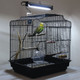 Why Do Parrots Need UV Light? - Northern Parrots