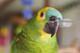 Blue-fronted Amazon Fact Sheet - Northern Parrots