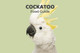 Cockatoo Feeding Guide - Northern Parrots