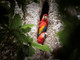 How Do Parrots Live With Humans? - Northern Parrots