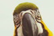 Parrots And Sense Of Smell - Northern Parrots