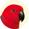 Parrot Supplies | Parrot Shop | Northern Parrots