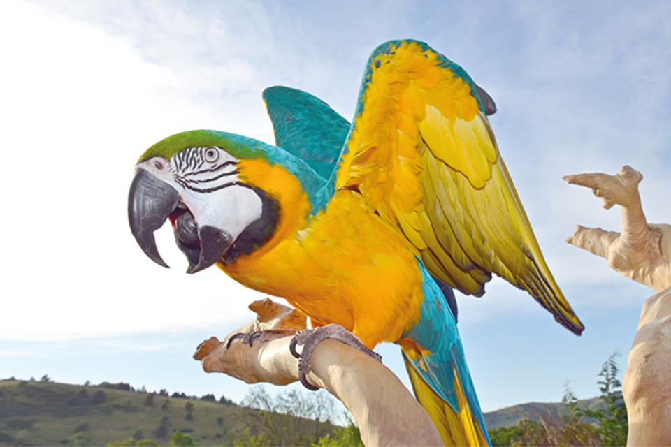 How Do Parrots Learn to Talk? How Parrots Communicate - Northern Parrots