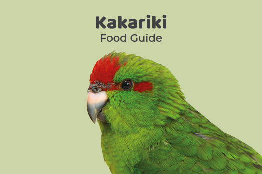 Kakariki Feeding Guide - Northern Parrots