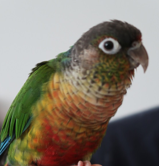 Essential Skills For A New Parrot Owner - Northern Parrots