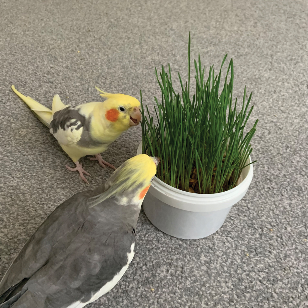 Northern Parrots | Everything For Your Parrot