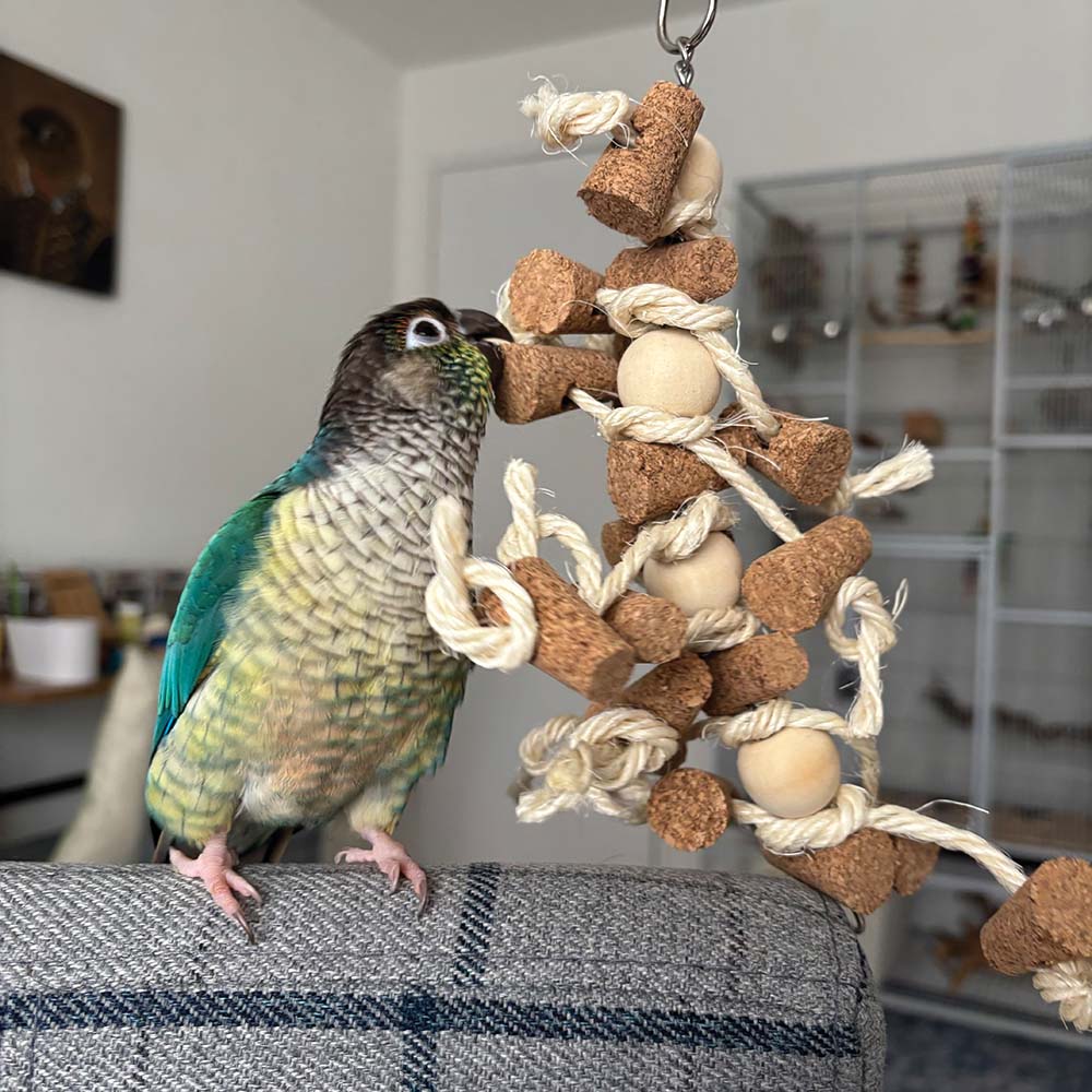Small Conure Toys | Join Our Flock for 10% Off