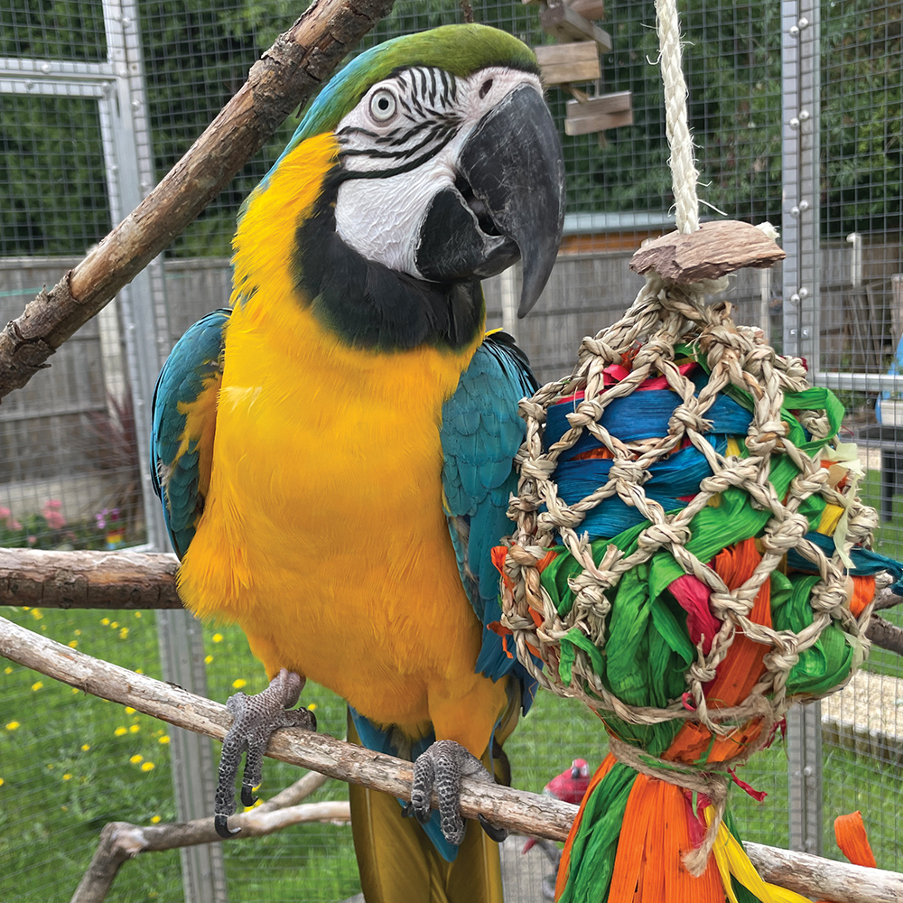 Large Macaw Toys | Sign Up for 10% Off First Order