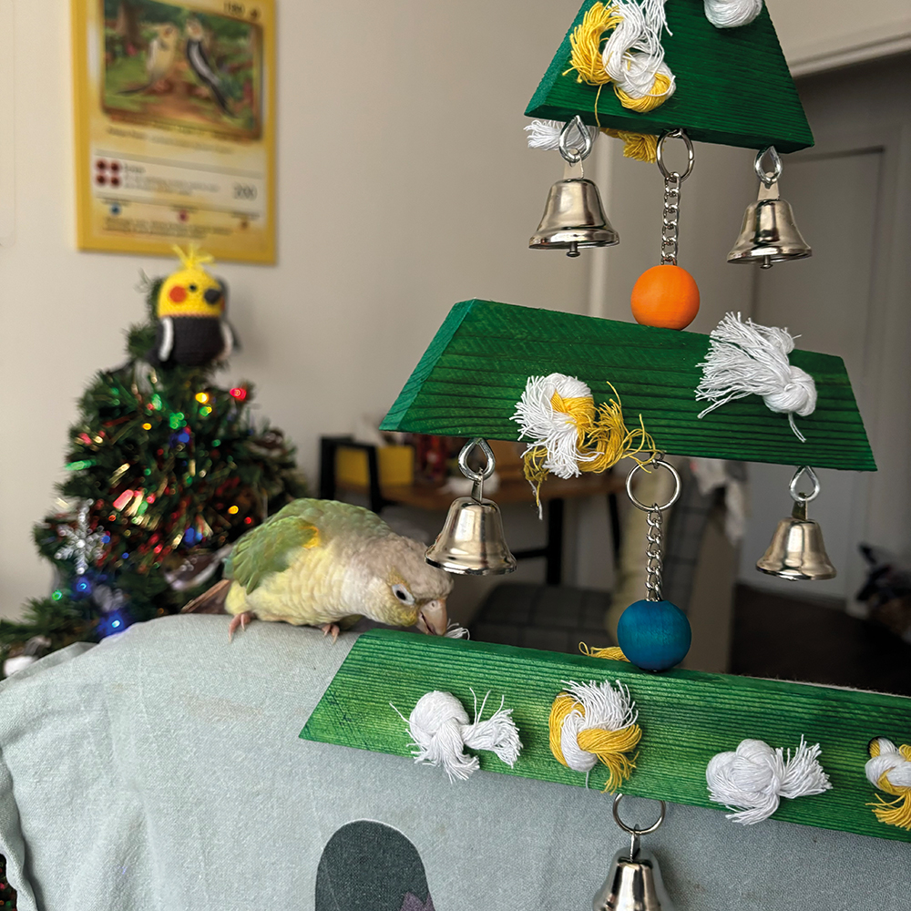 Northern Parrots | Everything For Your Parrot