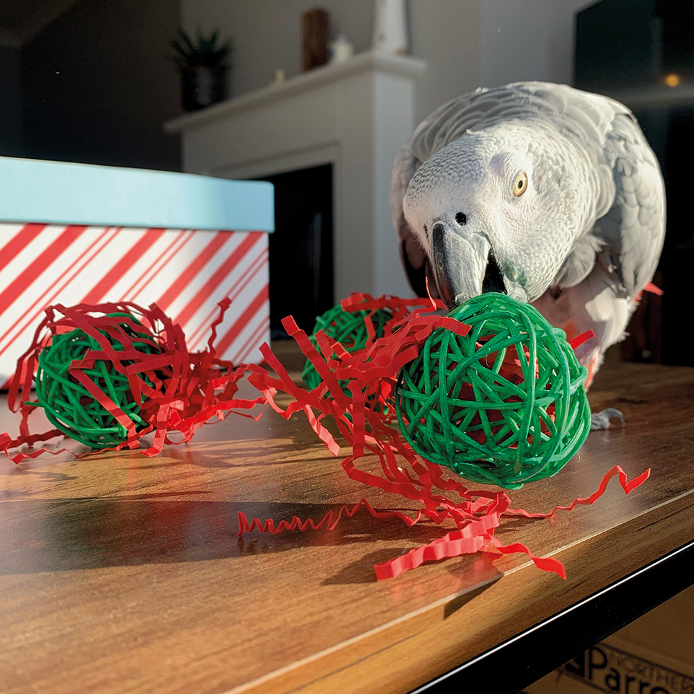Your Parrot Enjoying Christmas - Northern Parrots