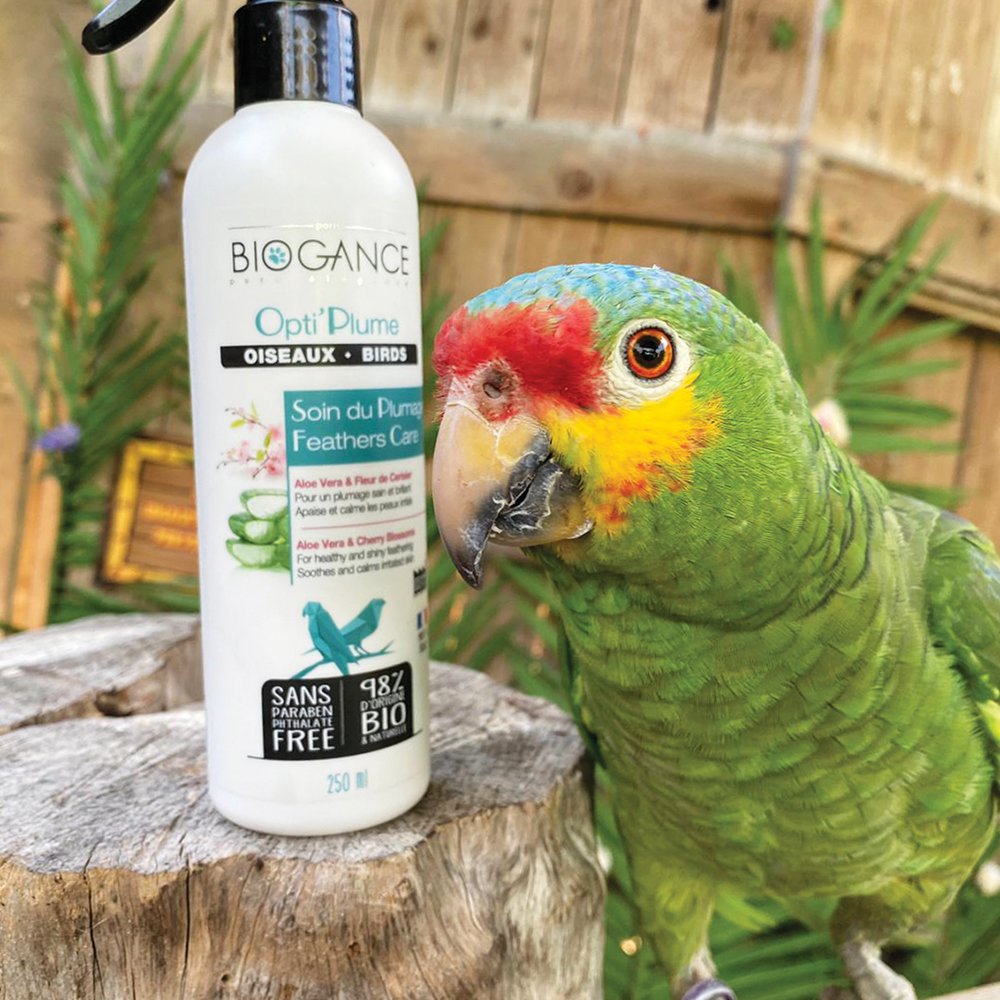 Caring For Your Parrot's Feathers - Northern Parrots