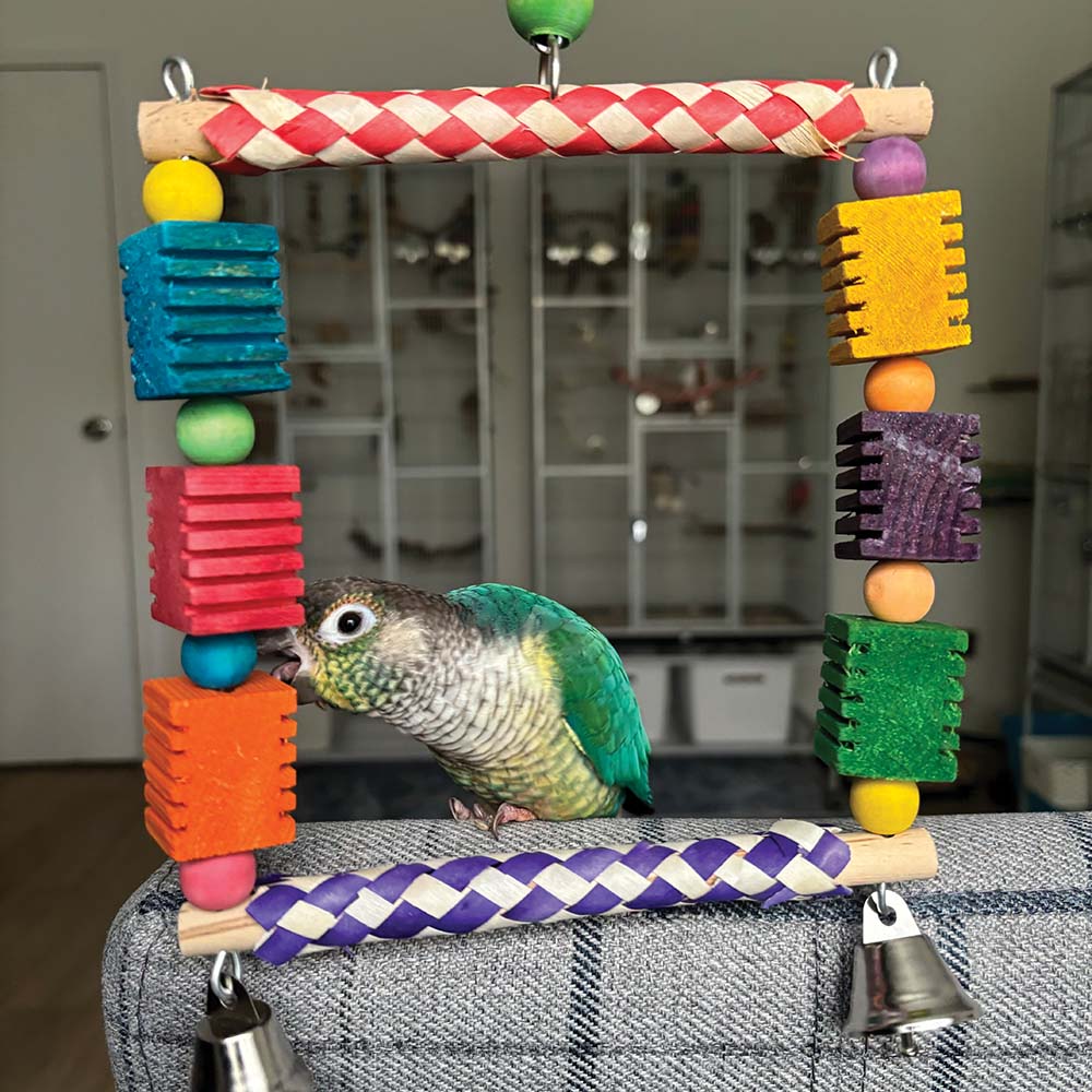 Bourkes Parakeet Fact Sheet - Northern Parrots