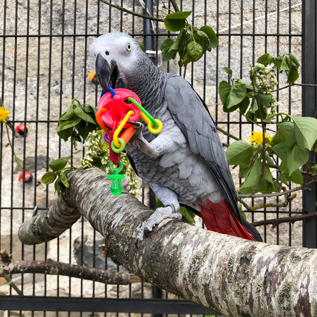 African Grey Toys | Northern Parrots