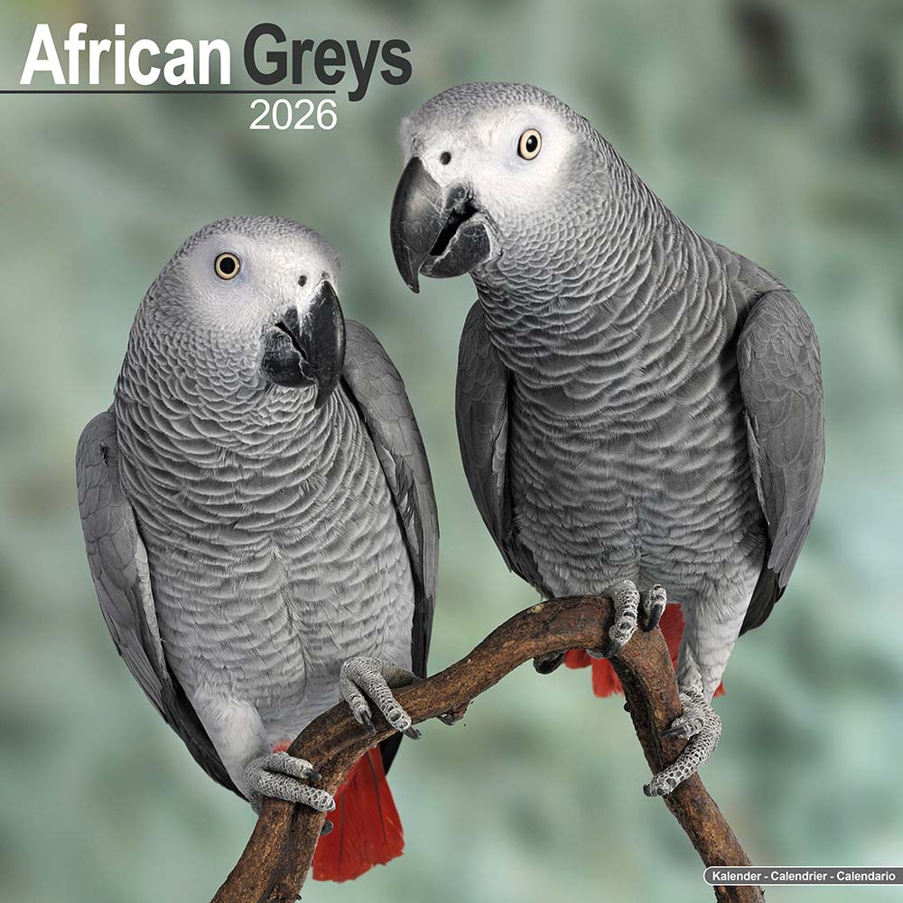 Parrot Calendars | 16 Month Calendars Featuring Parrots