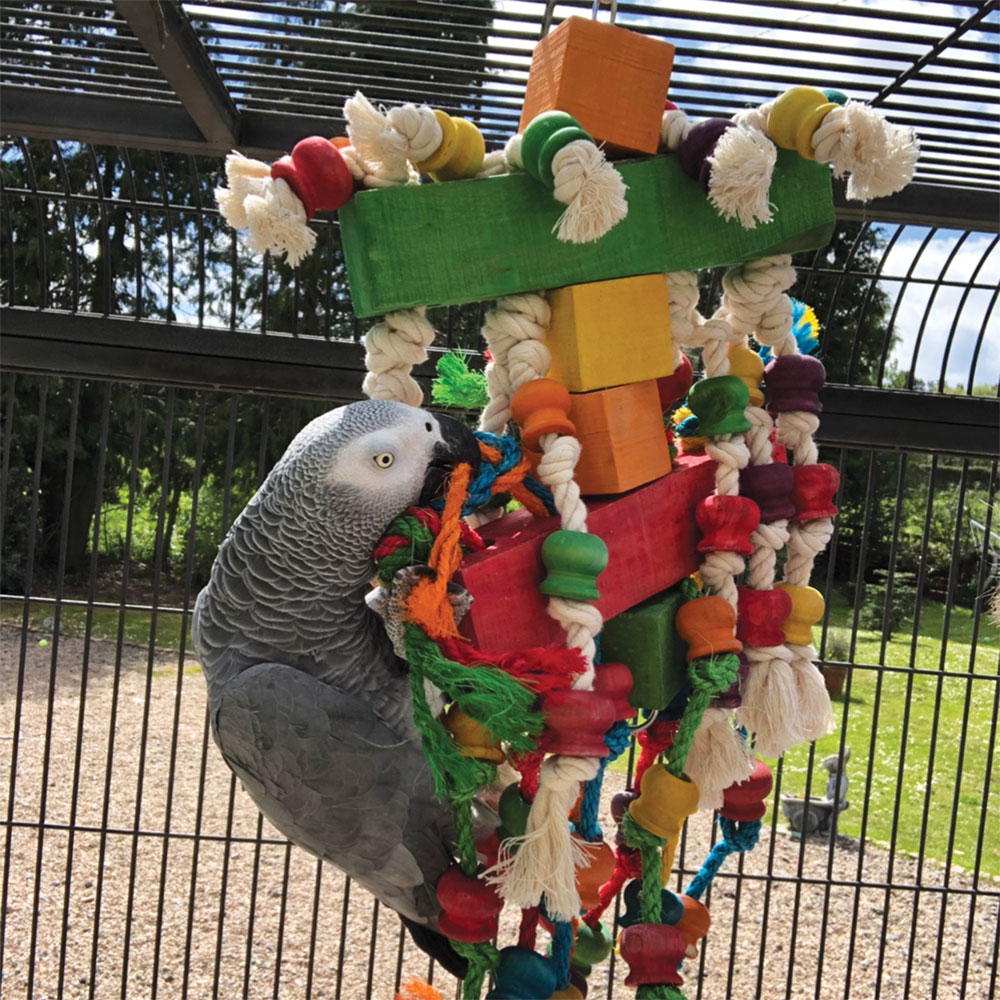 Large Macaw Toys | Sign Up for 10% Off First Order