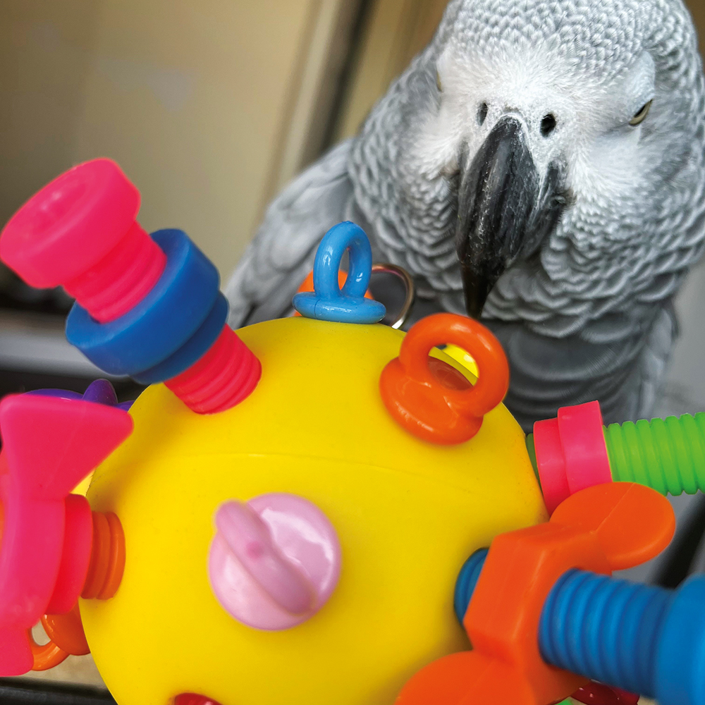 African Grey Toys | Northern Parrots