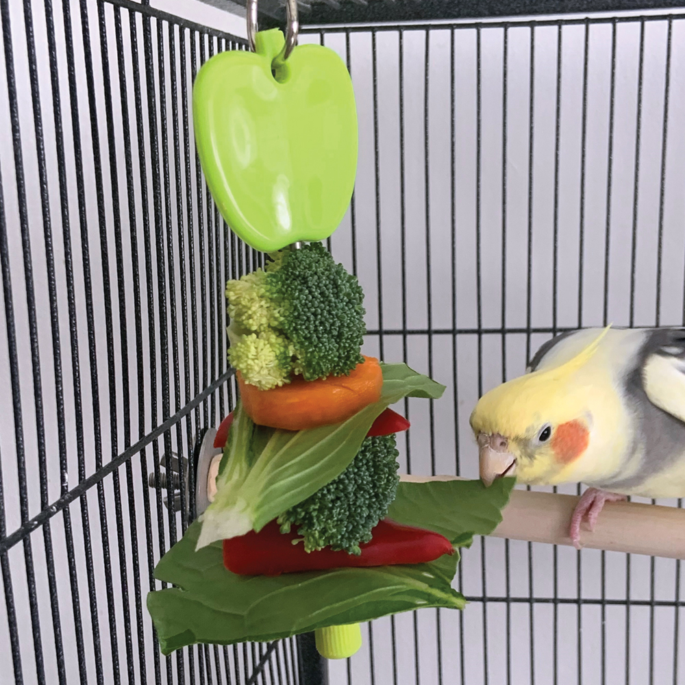 Northern Parrots | Everything For Your Parrot